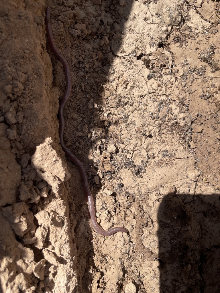 Texas Blind Snake in May 2023 by eosimias · iNaturalist