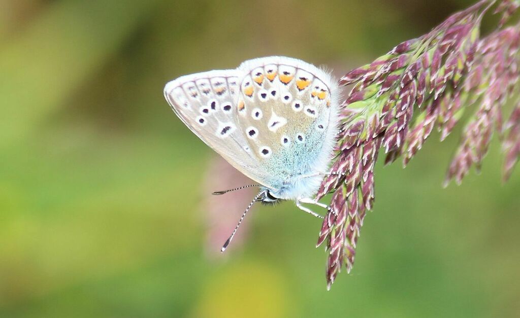 Common Blue from Buckpool and Fens Pool LNR, Dudley, UK on May 23, 2023 ...