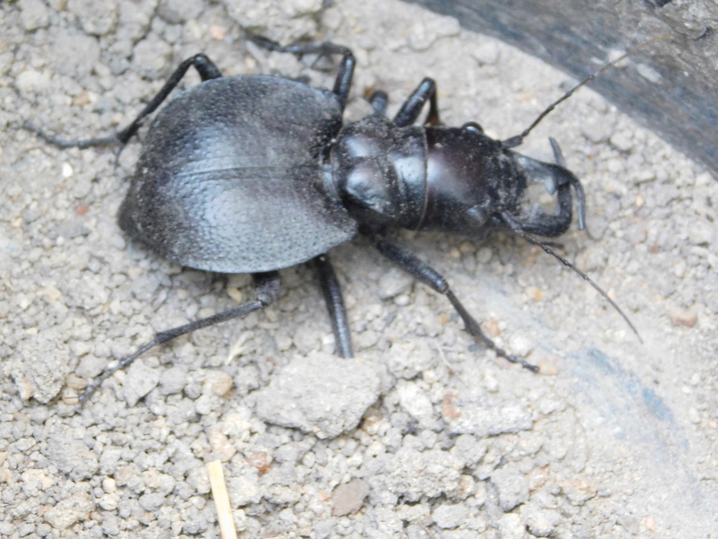 Monster Tiger Beetles from Mecula, Mozambique on October 18, 2020 at 08 ...