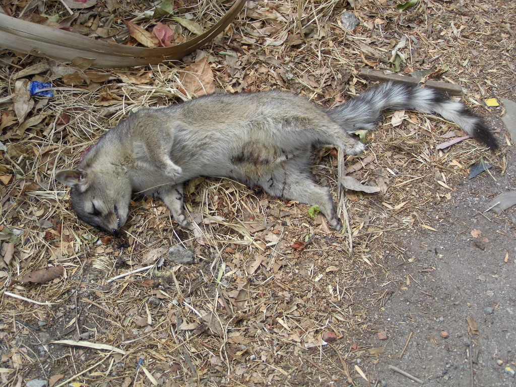 Ringtail from Toluca-Valle 555, San Antonio, 51200 Valle de Bravo, Méx ...