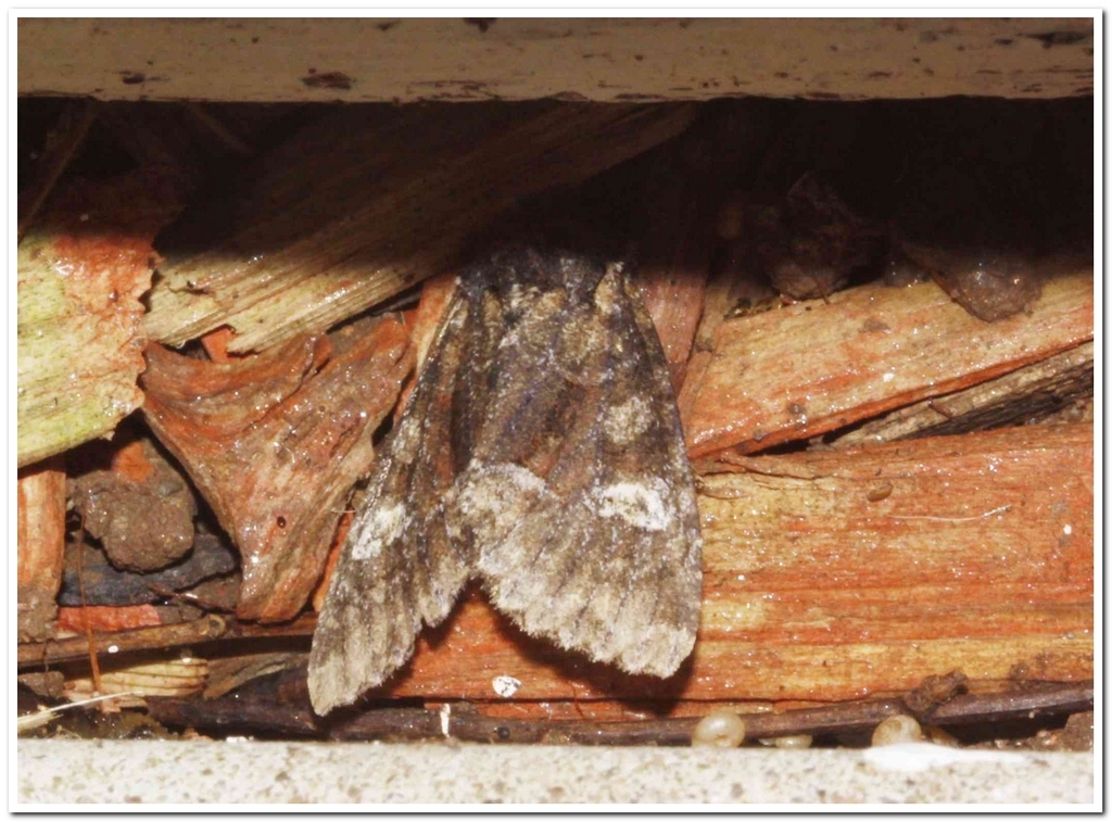 Wandering Brocade Moth from Le Rocher-Percé, QC, Canada on September 25 ...
