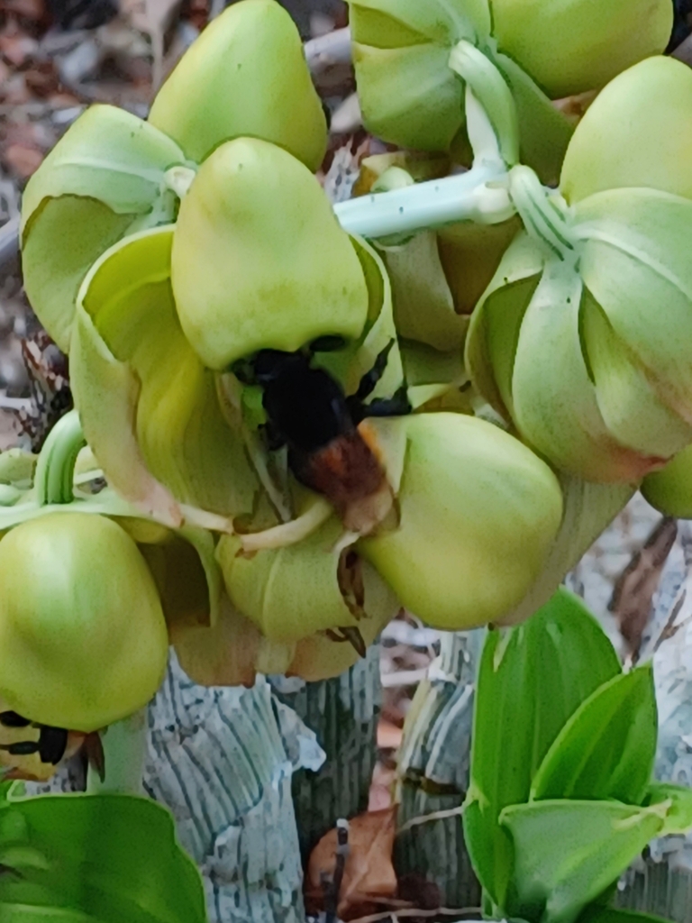 Eulaema polychroma from Oxkutzcab on May 23, 2023 at 05:36 AM by ...