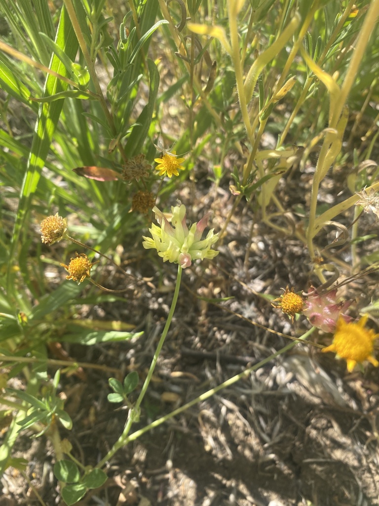 bull clover from Lower Lake, CA, US on May 23, 2023 at 10:13 AM by Ngoc ...