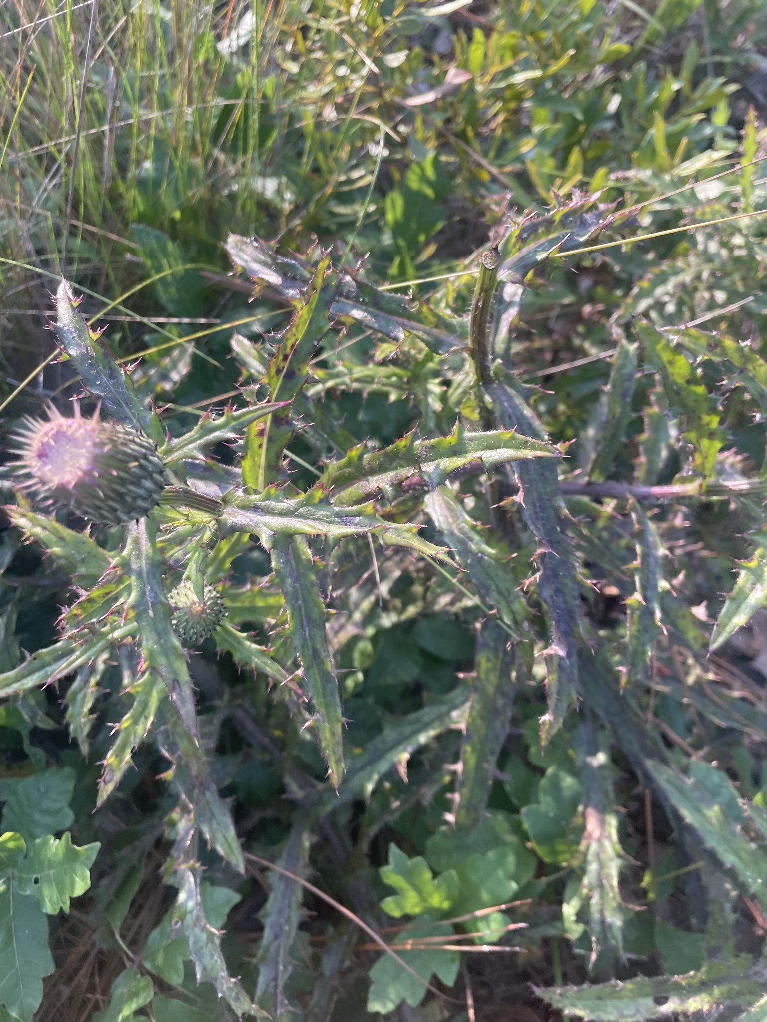 Cirsium repandum Michx.