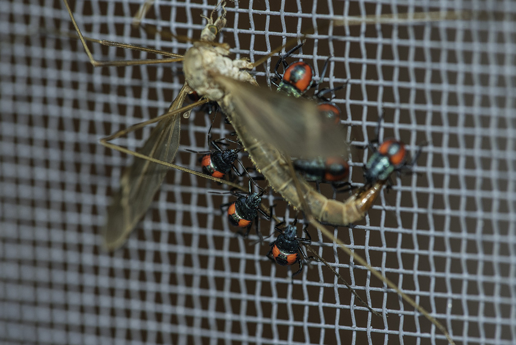 Florida Predatory Stink Bug from Silver Spring, MD, USA on May 19, 2023 ...