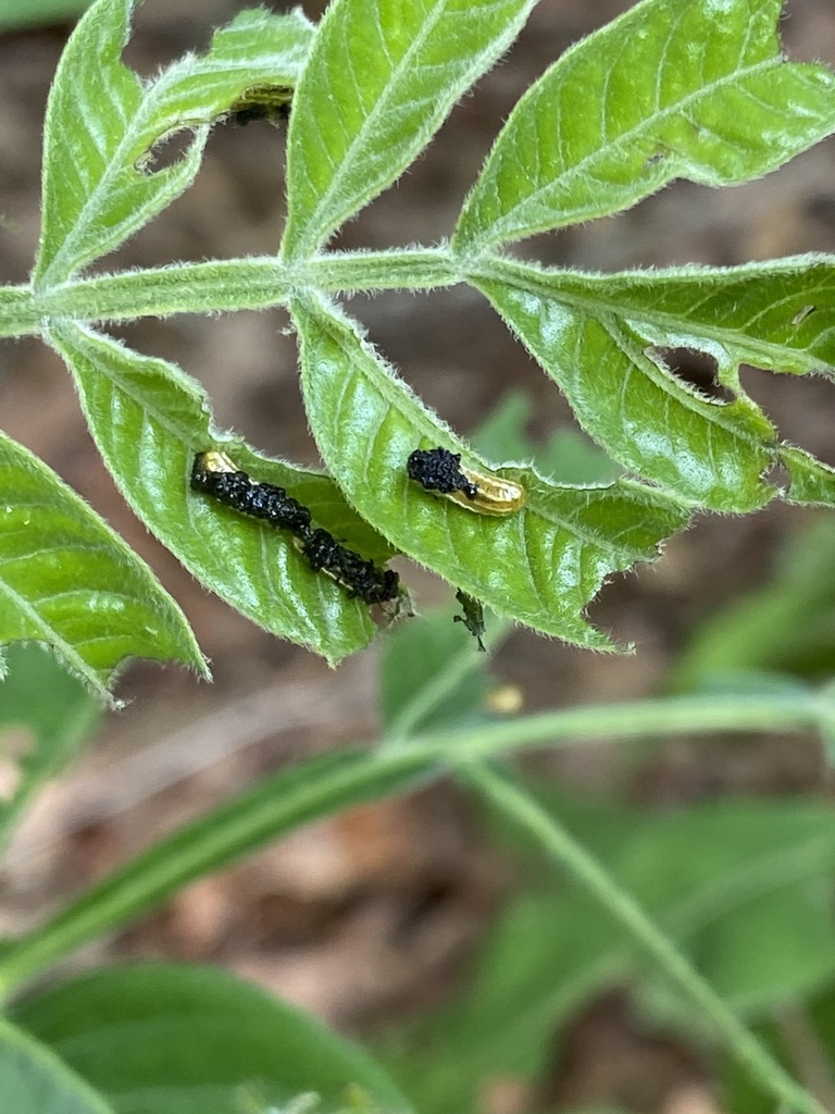 Leaf Beetles in May 2023 by jim. Featuring fecal shields · iNaturalist