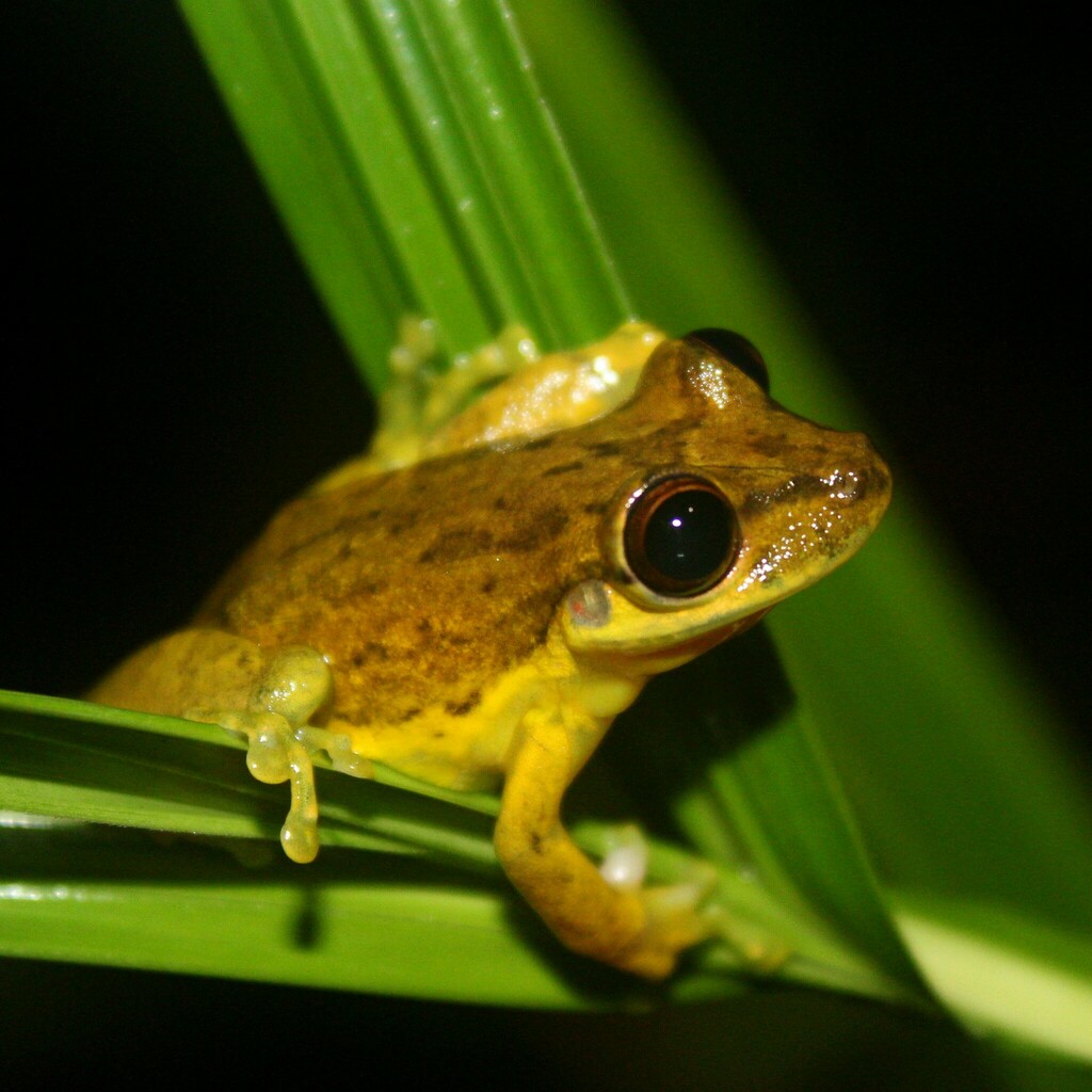 Olive Snouted Tree Frog from Golfito, CR-PU, CR on May 22, 2023 at 08: ...