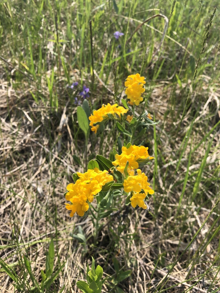 stoneseeds, puccoons, and gromwells from Hastings, MN, US on May 23 ...