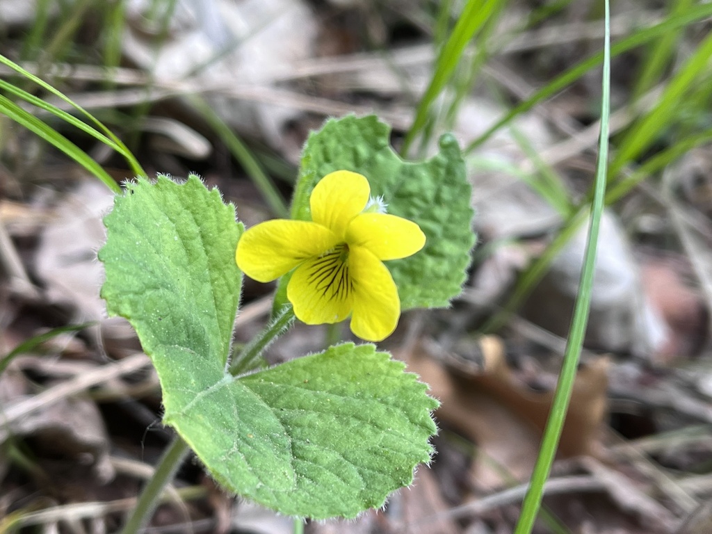 downy yellow violet from Saint Helen, MI, US on May 22, 2023 at 02:42 ...
