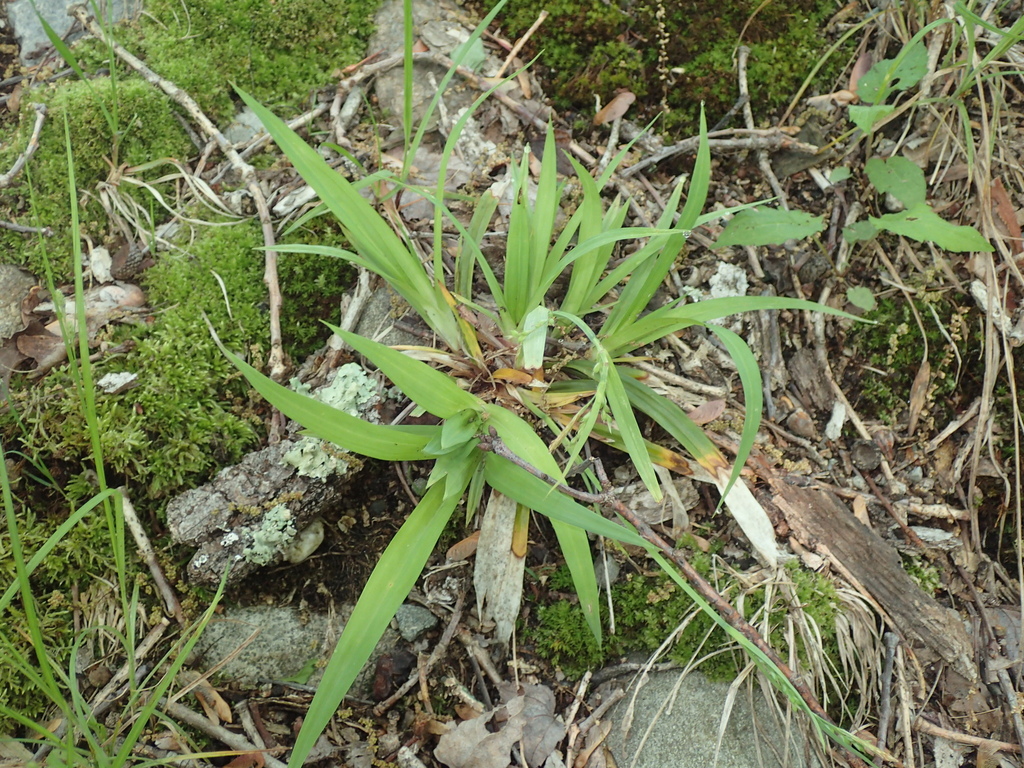 loose-flowered sedge from Sharon, MA, USA on May 23, 2023 at 06:29 AM ...