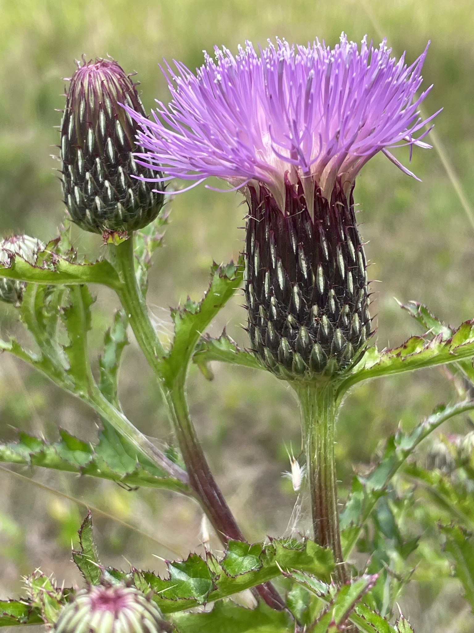 Cirsium repandum Michx.