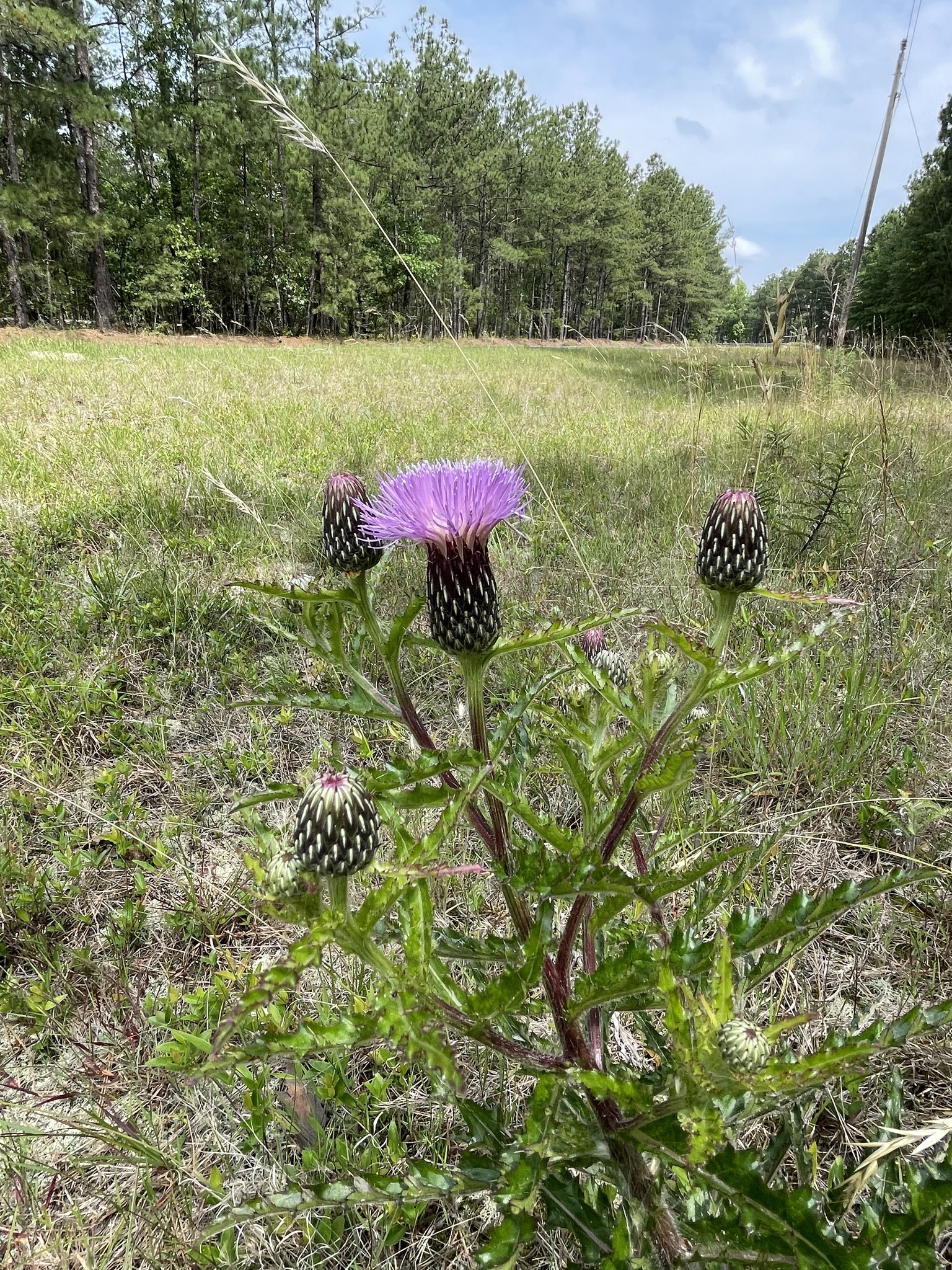 Cirsium repandum Michx.