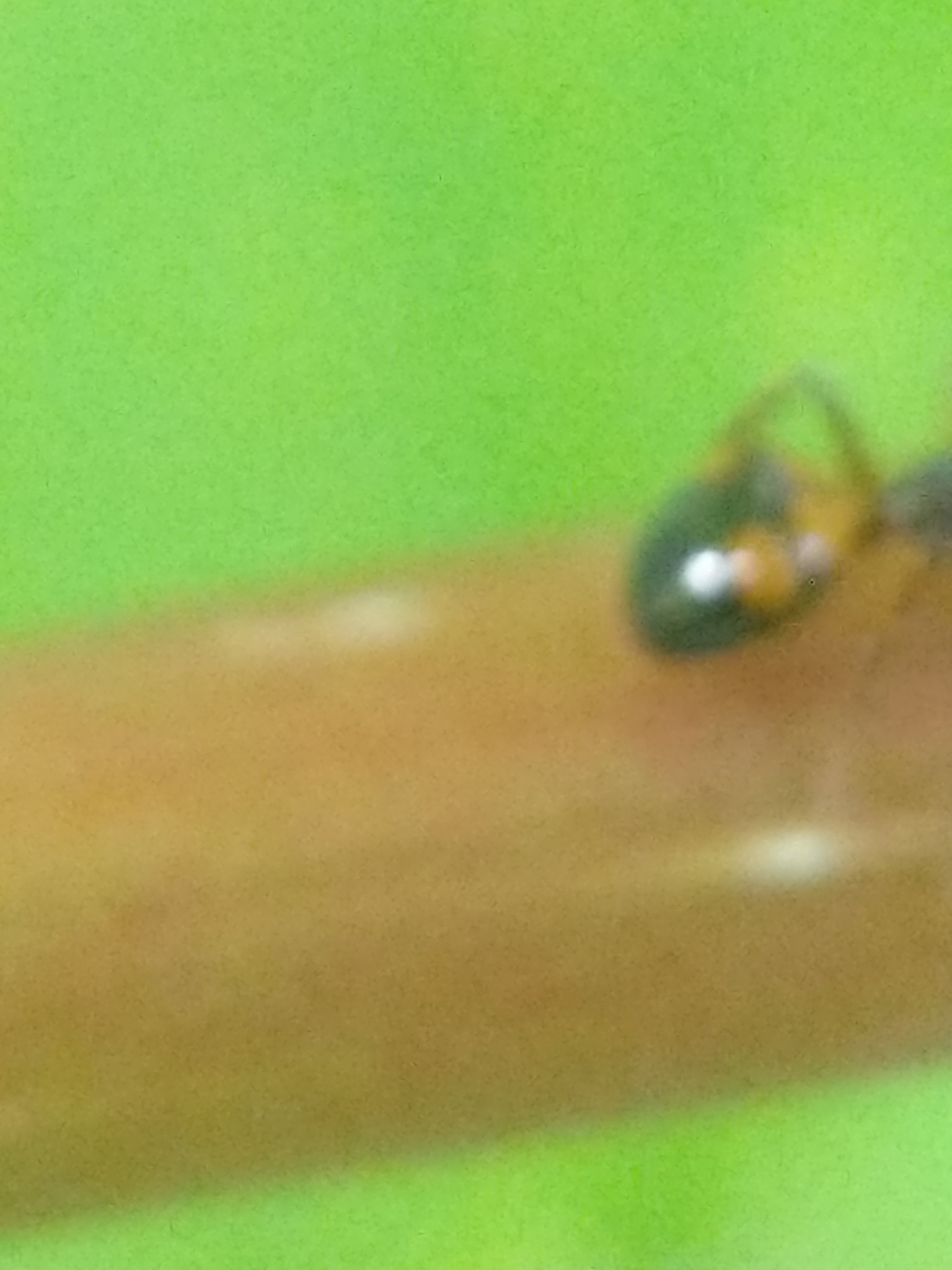 Dolichoderus plagiatus (Mayr, 1870)