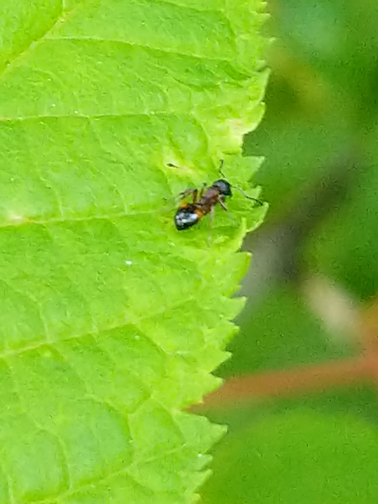 Dolichoderus plagiatus (Mayr, 1870)