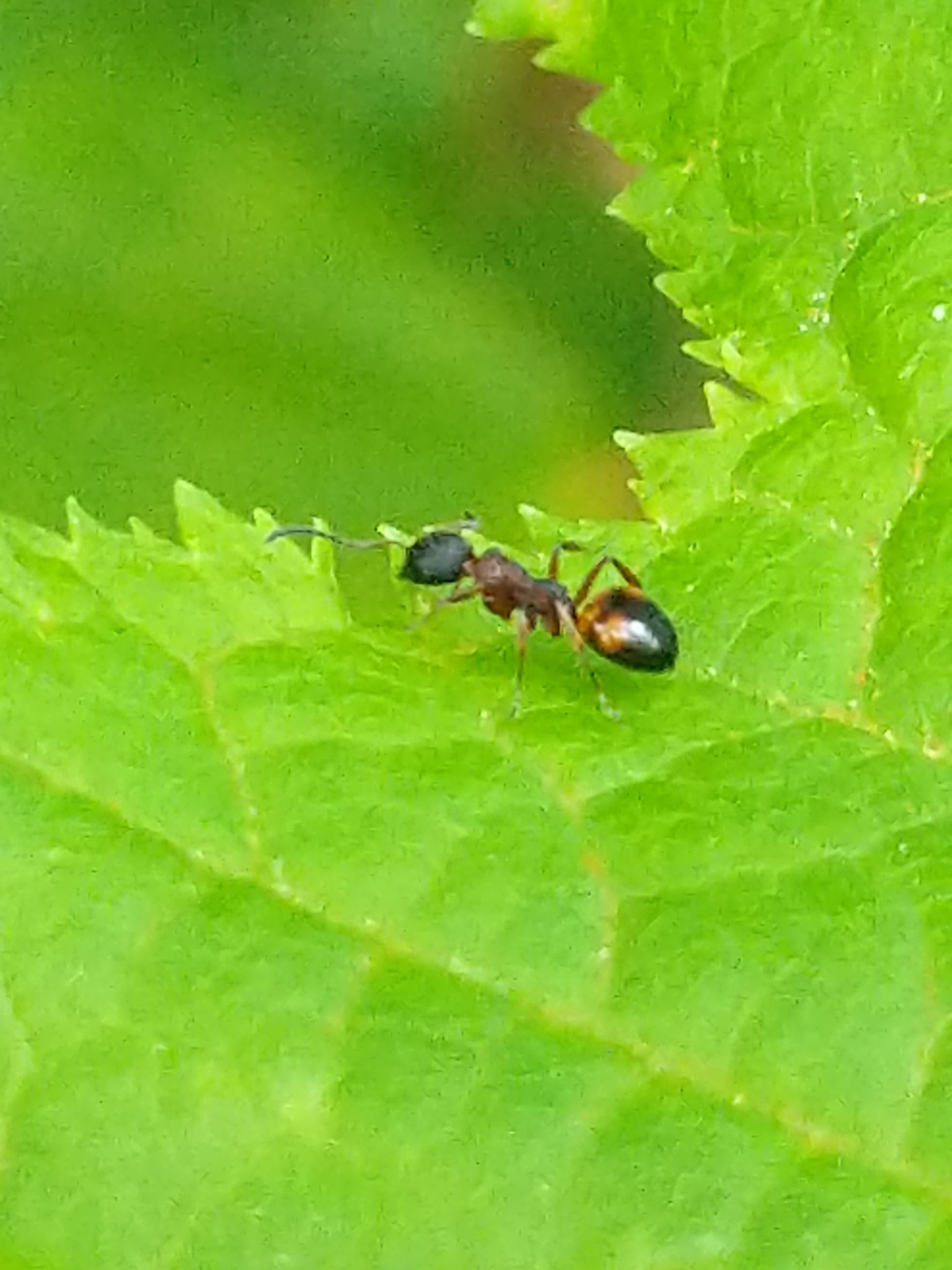Dolichoderus plagiatus (Mayr, 1870)