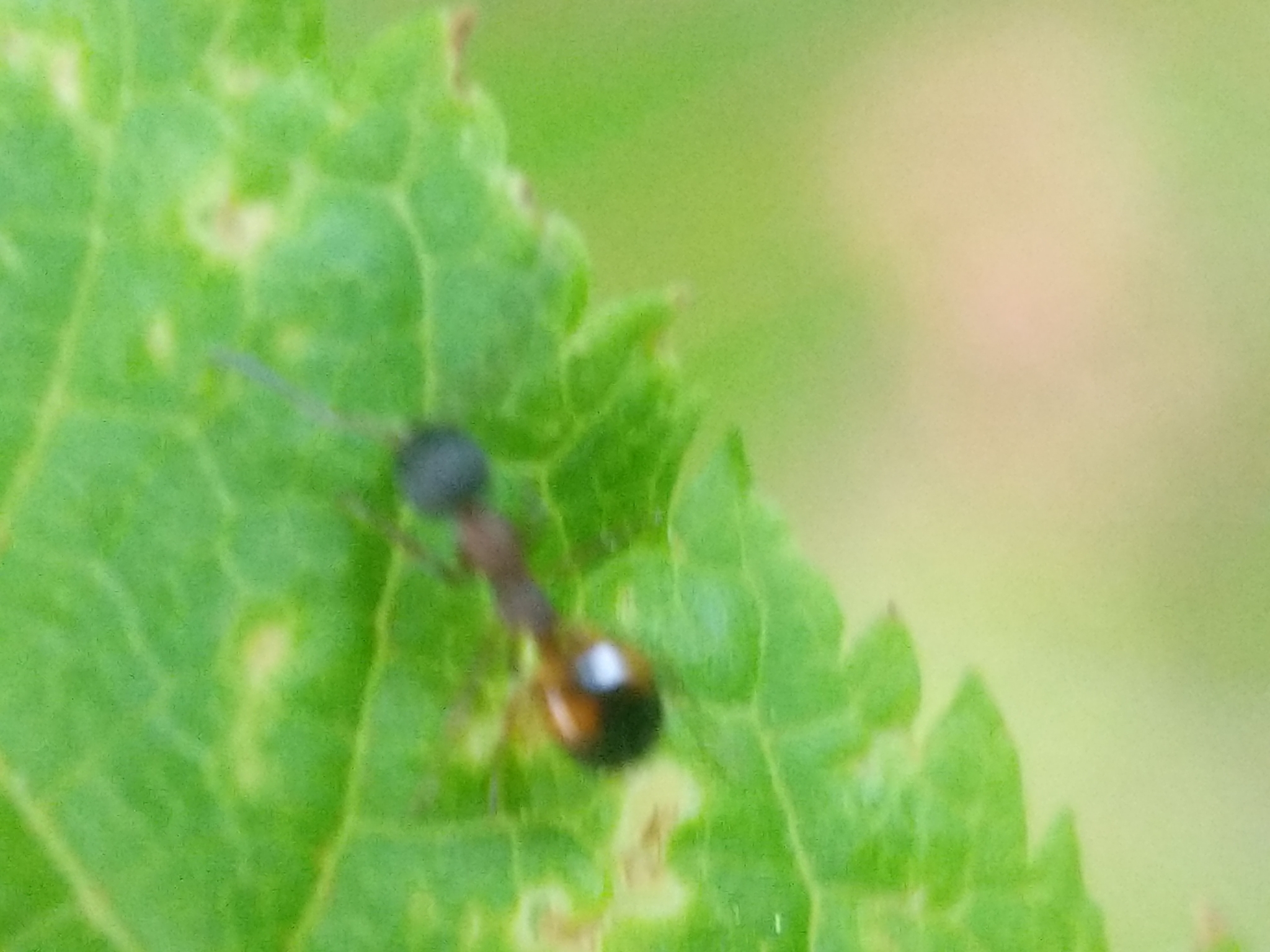 Dolichoderus plagiatus (Mayr, 1870)