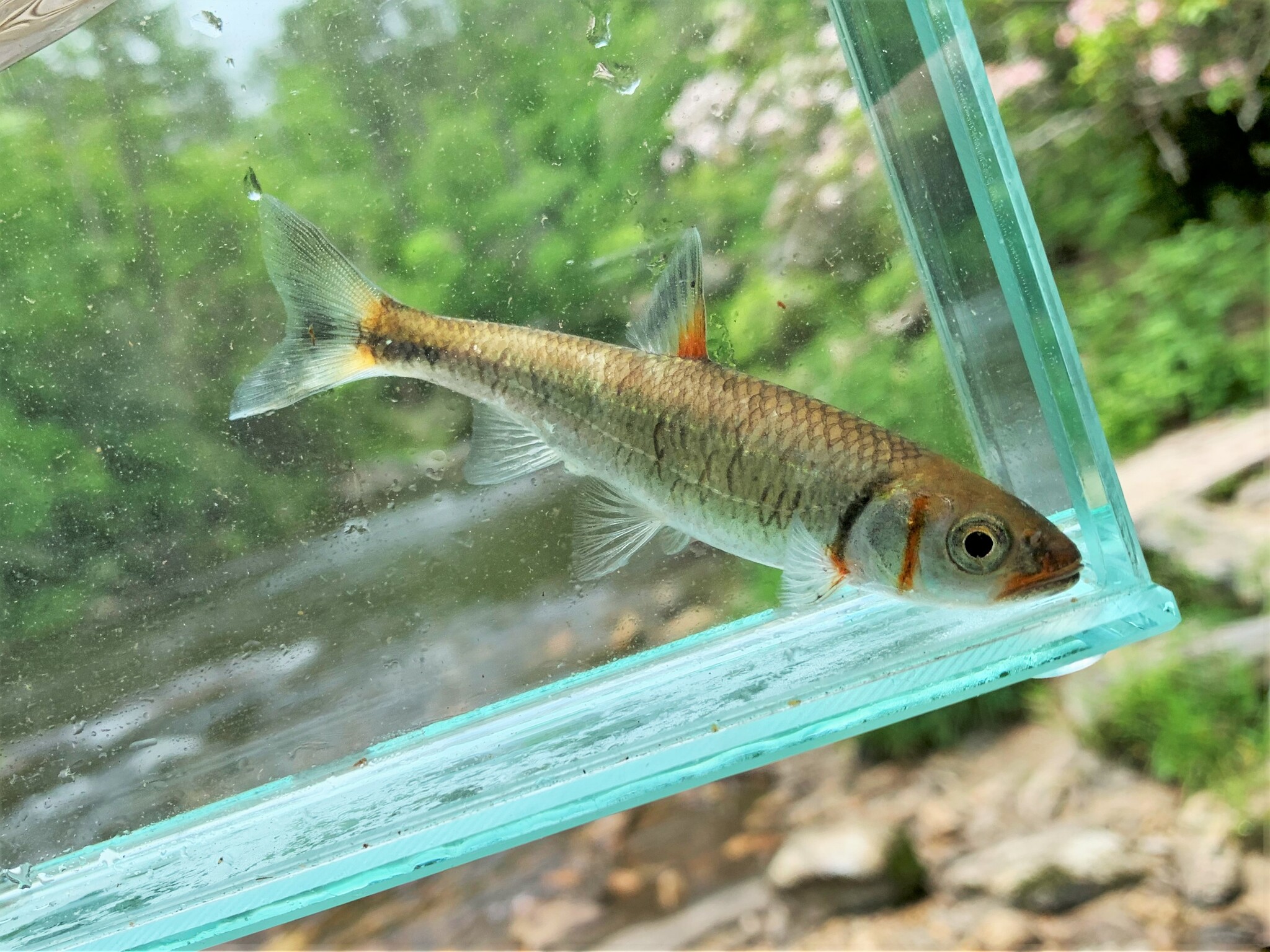 Luxilus coccogenis (Cope, 1868)