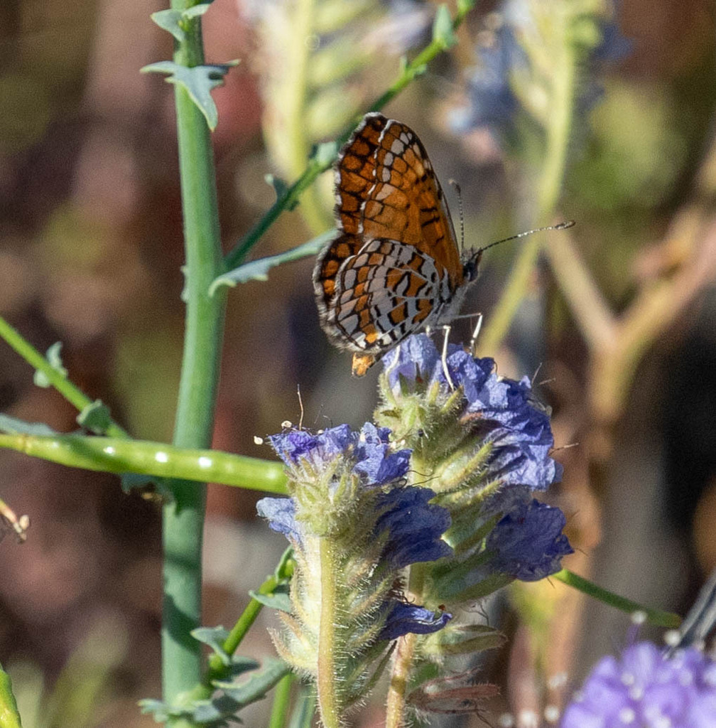 Tiny Checkerspot from Borrego Springs, CA 92004, USA on April 11, 2023 ...