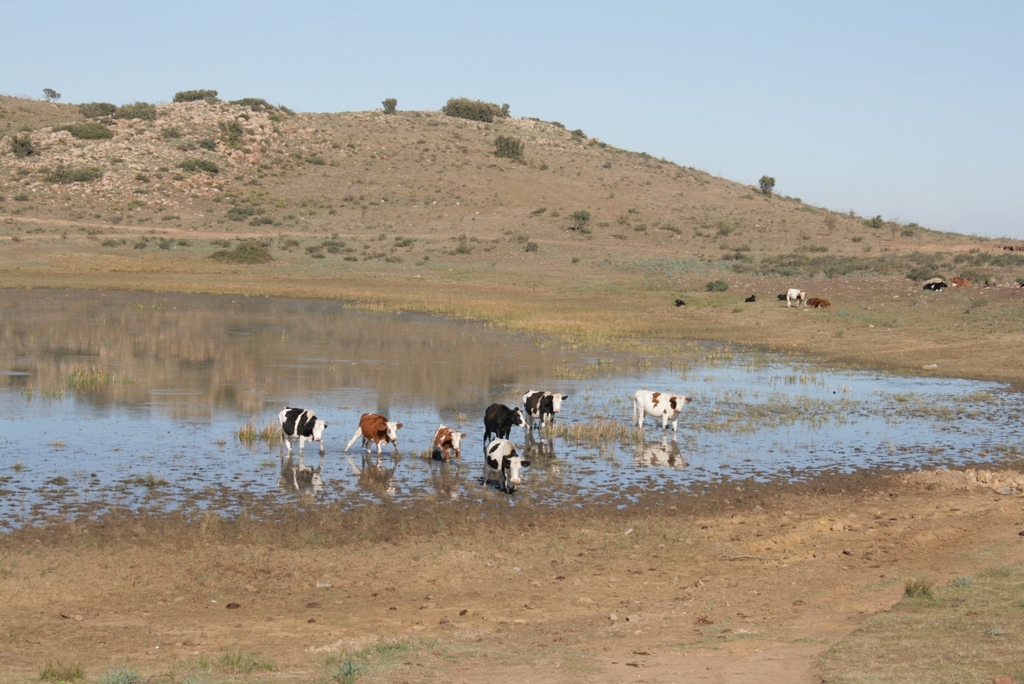 Domestic Cattle from Tibane, Algérie on November 2, 2013 at 04:08 PM by ...