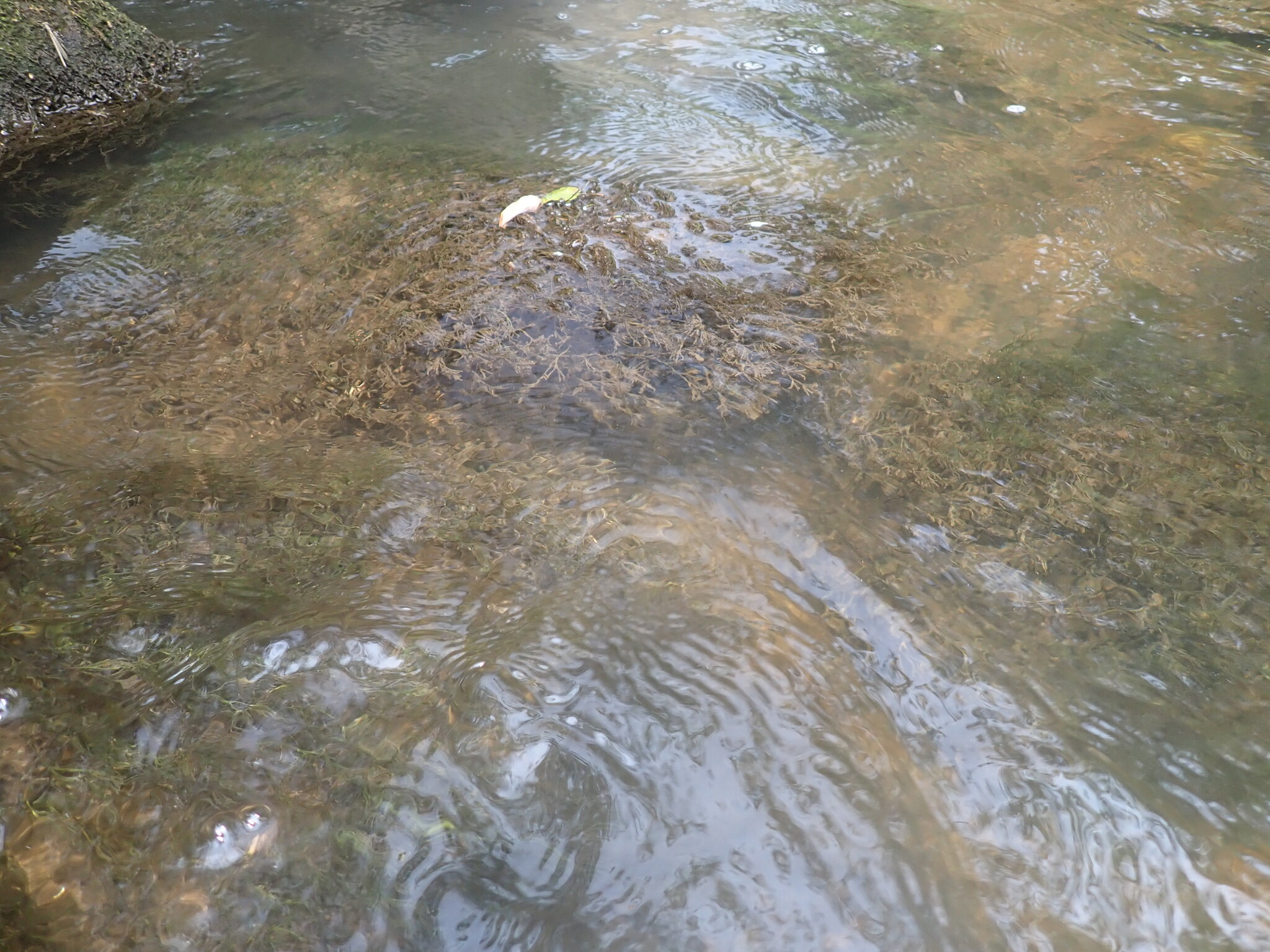 Podostemum ceratophyllum Michx.