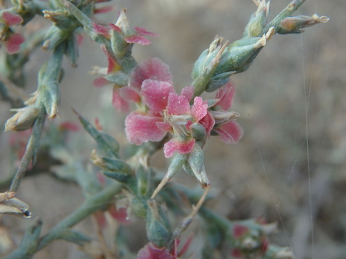 Short-pointed Saltwort (Noaea mucronata) · iNaturalist
