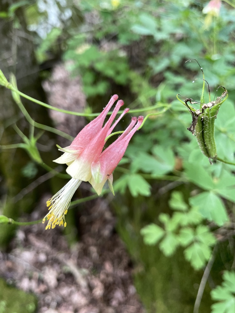 red columbine from Washington County, AR, USA on May 23, 2023 at 09:48 ...