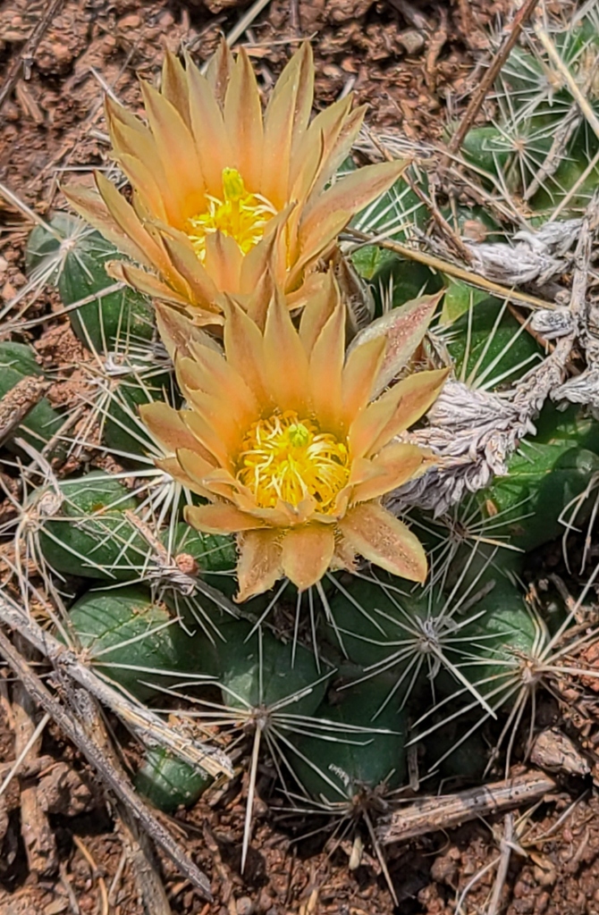 Missouri Foxtail Cactus from Hall Ranch Bitterbrush Trail Lyon Boulder ...
