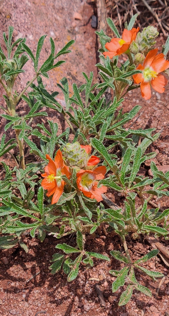 Scarlet Globemallow from Hall Ranch Bitterbrush Trail Lyon Boulder ...