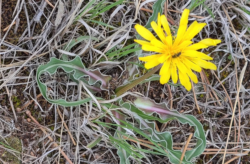 prairie false dandelion from Hall Ranch Bitterbrush Trail Lyon Boulder ...