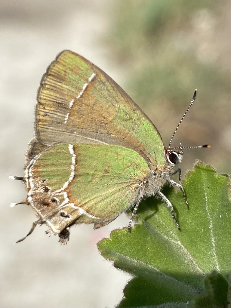 Callophrys xami xami from Prolongación Narciso Mendoza, Gustavo A ...