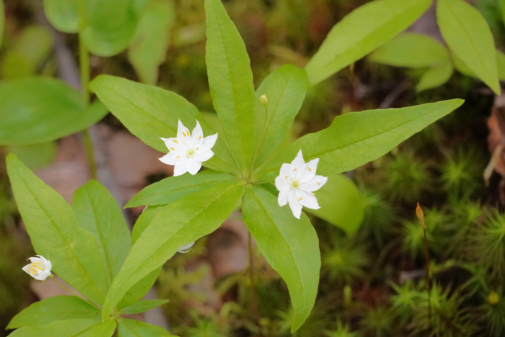 northern starflower from Greenbelt, Ottawa, ON, Canada on May 23, 2023 ...