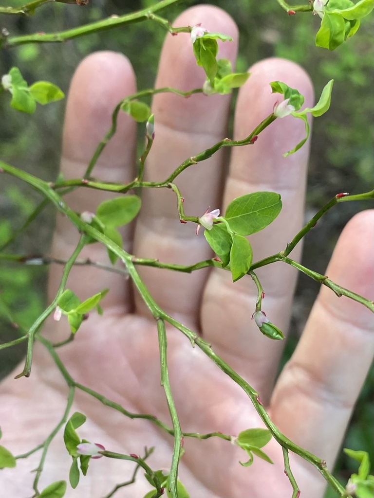 Red Huckleberry from Bellingham, WA, US on May 14, 2023 at 01:41 PM by ...
