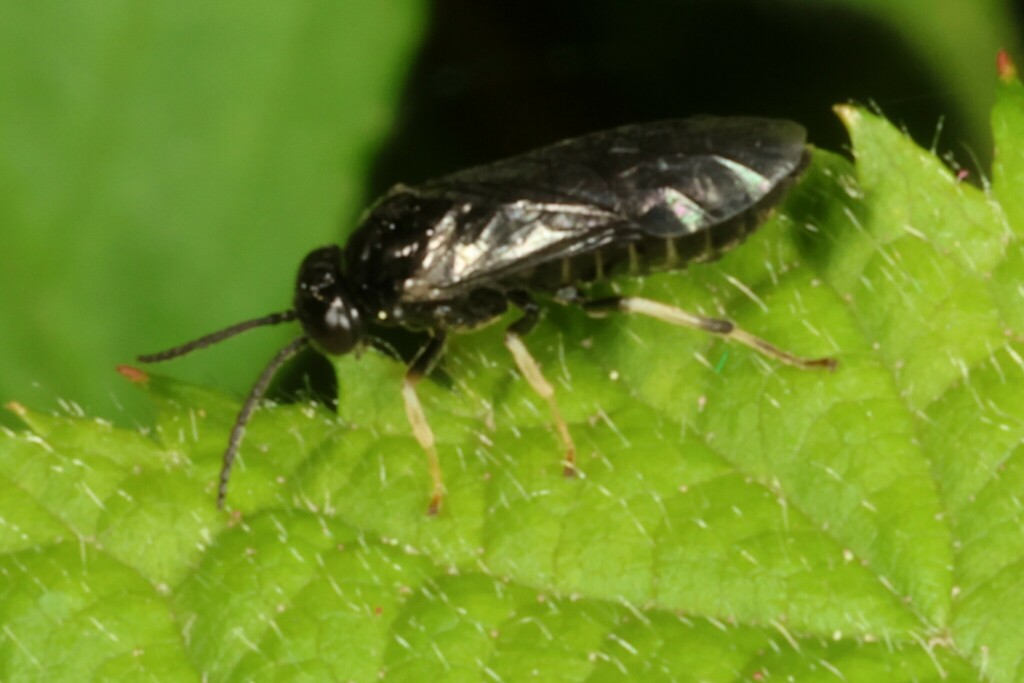 Typical Sawflies in May 2023 by mistycal · iNaturalist