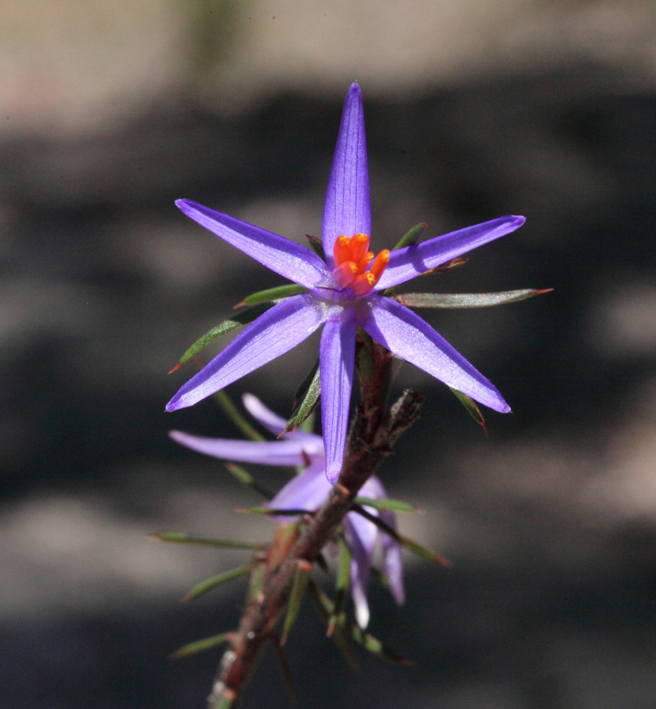 (Calectasia gracilis) - Botanical Realm