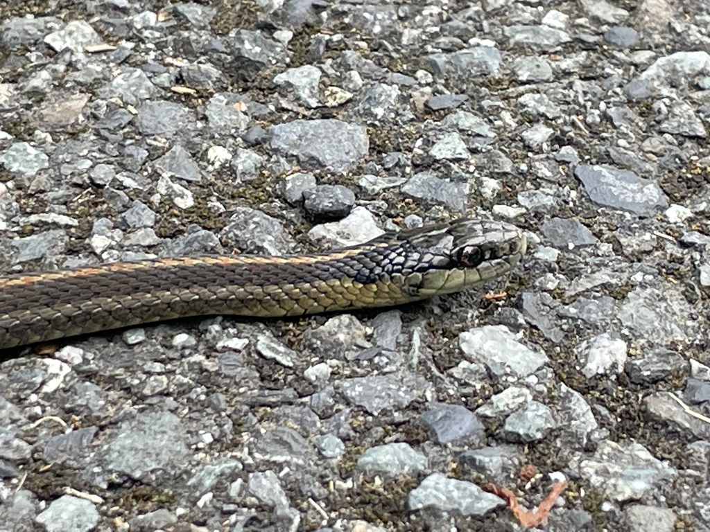 Northwestern Garter Snake from Olympic Discovery Trail, Port Angeles ...