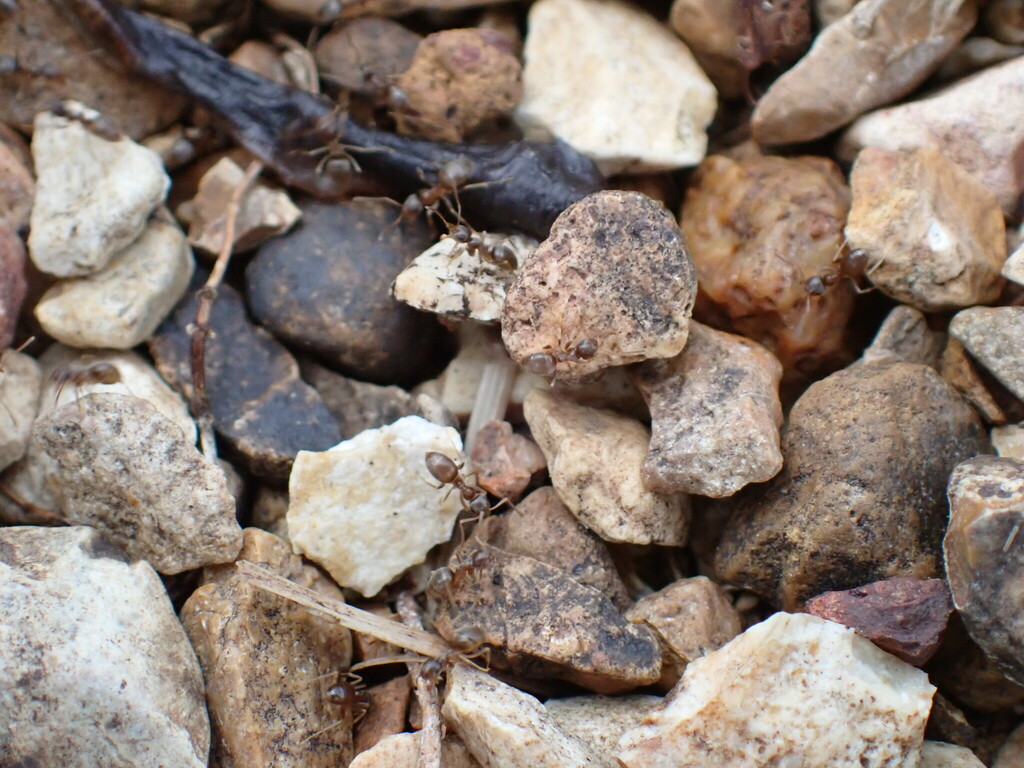 Turfgrass Ant from Franklin County, MO, USA on May 23, 2023 at 07:56 AM ...