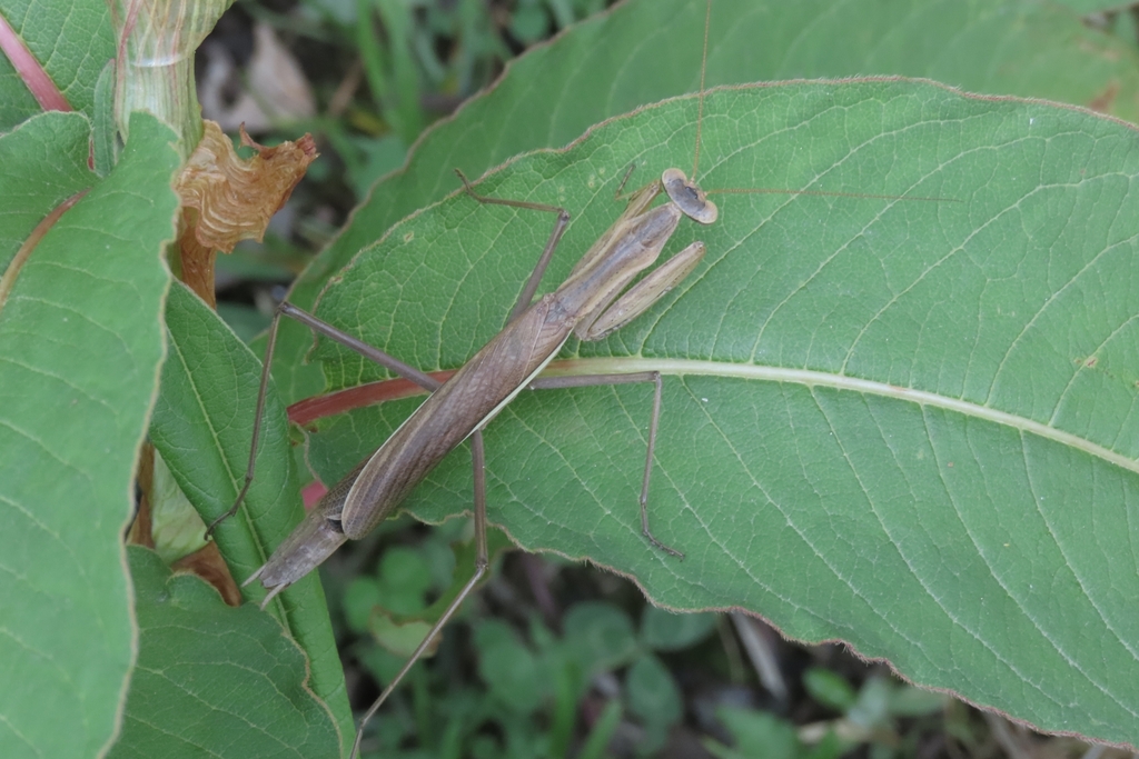 Deiphobe from Sarmoli on May 23, 2023 at 09:28 AM by Nikkitha · iNaturalist