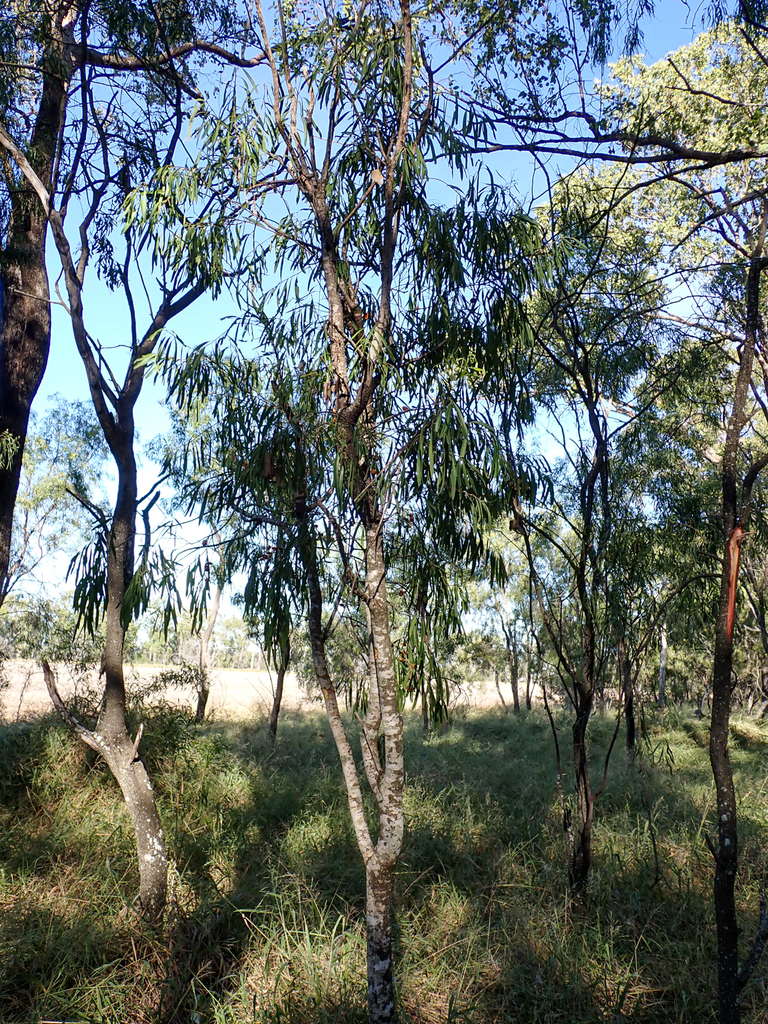 Native apricot from Dixalea QLD 4702, Australia on May 4, 2023 at 08:37 ...