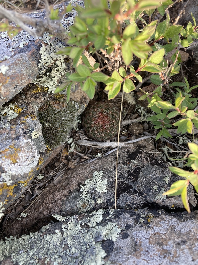 Mountain Ball Cactus from Gunnison, CO, US on May 23, 2023 at 07:52 AM ...