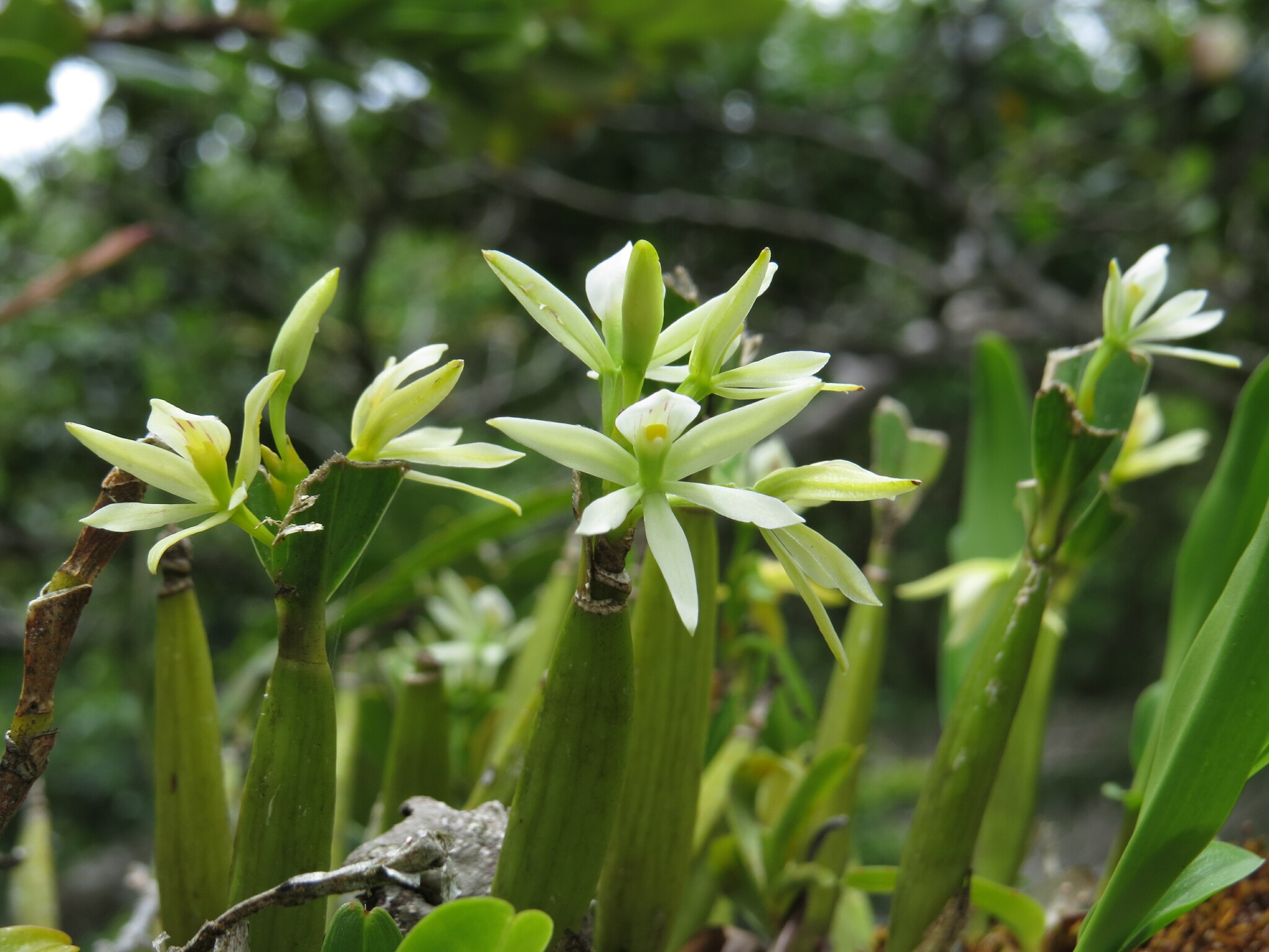 Prosthechea abbreviata (Schltr.) W.E.Higgins