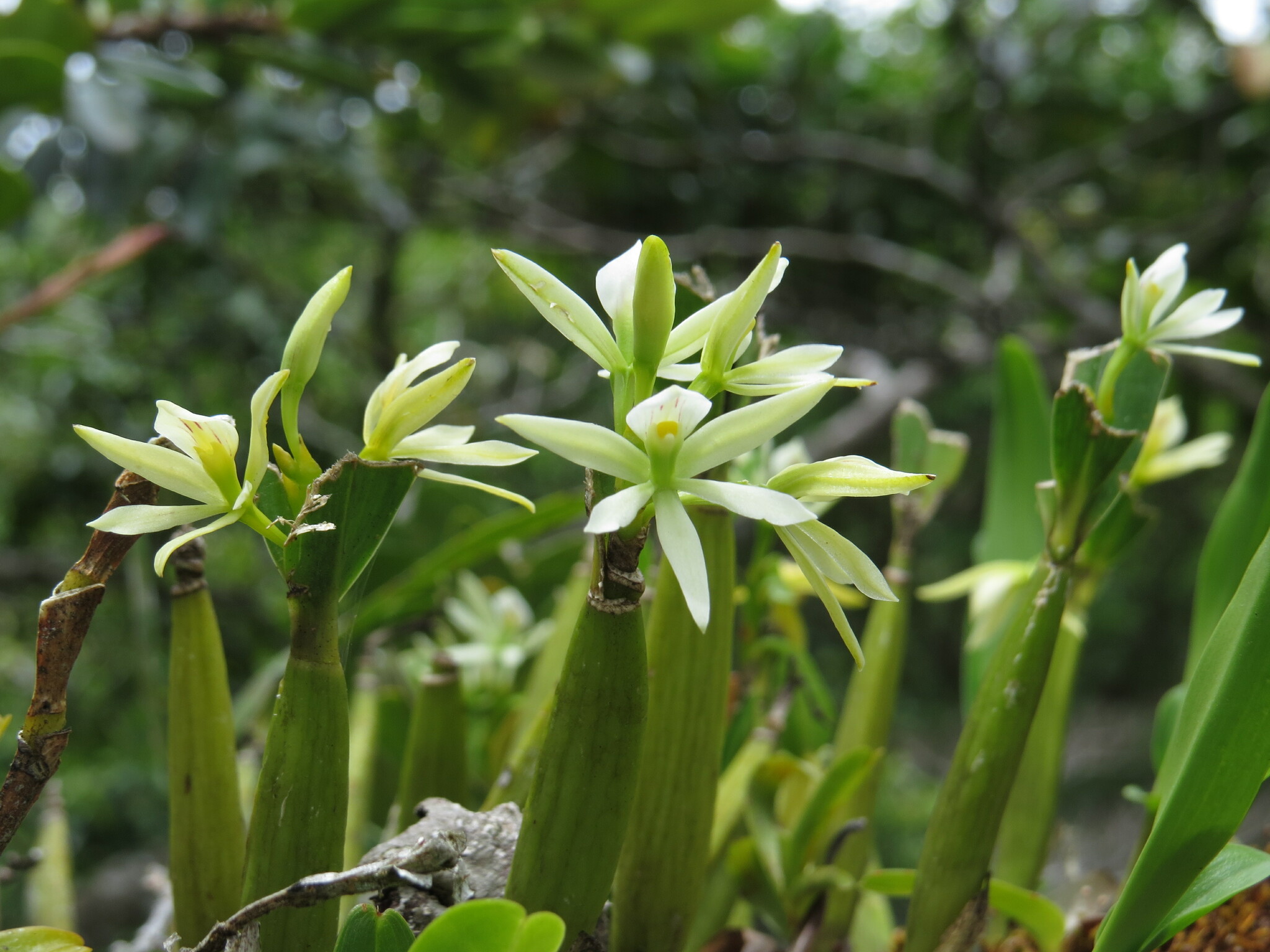 Prosthechea abbreviata (Schltr.) W.E.Higgins