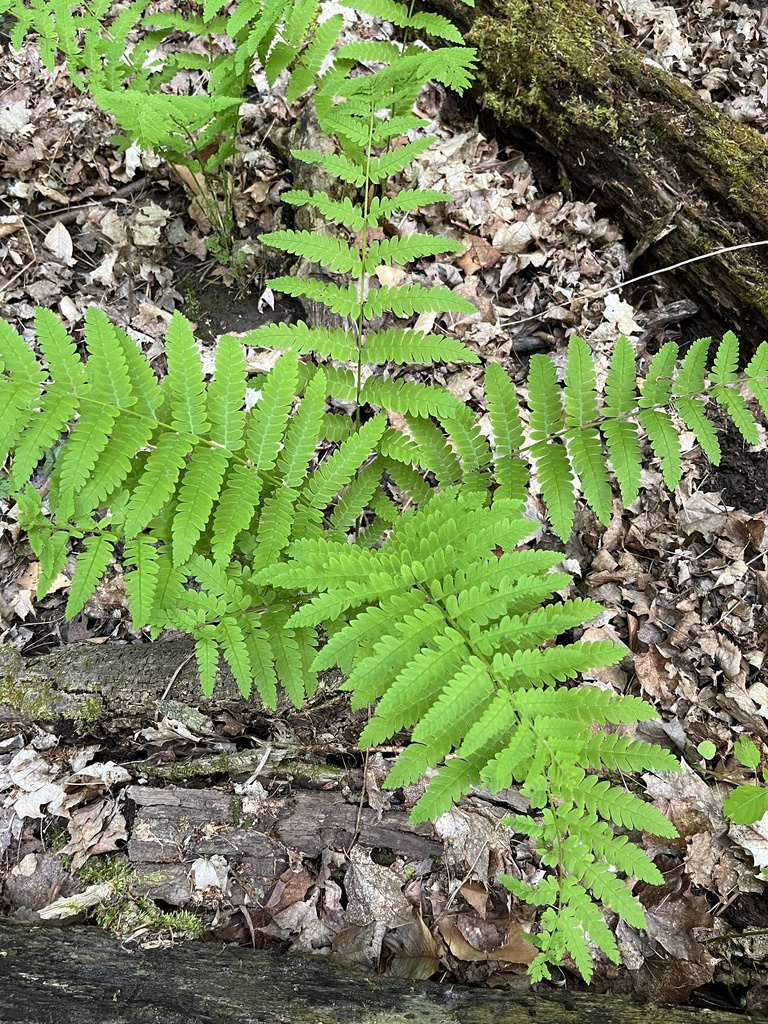 interrupted fern from St. Johns Conservation Area, Pelham, ON, CA on ...