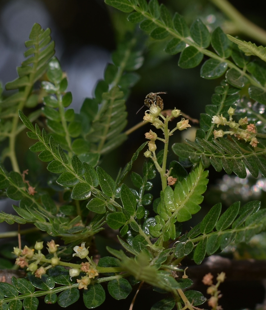 Bursera bipinnata from Santa Cruz Xoxocotlán, Oax., México by eder_o ...