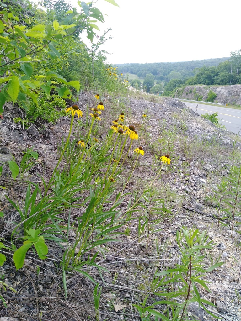 Echinacea paradoxa paradoxa from Cotter, AR, USA on May 23, 2023 at 02: ...