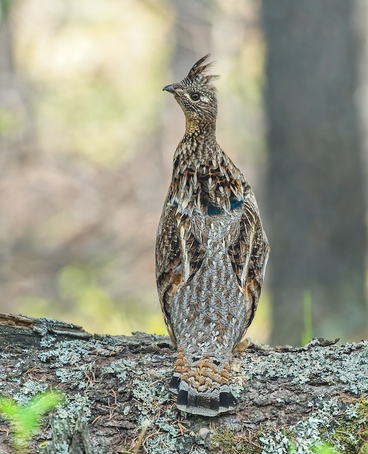 Ruffed Grouse from Kananaskis, AB, CA on May 20, 2023 at 11:00 AM by ...