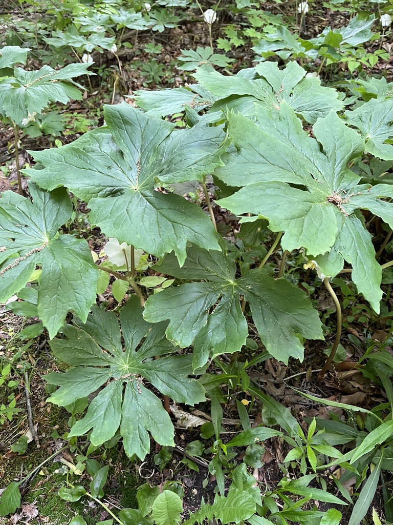 mayapple from St. Johns Conservation Area, Pelham, ON, CA on May 23 ...