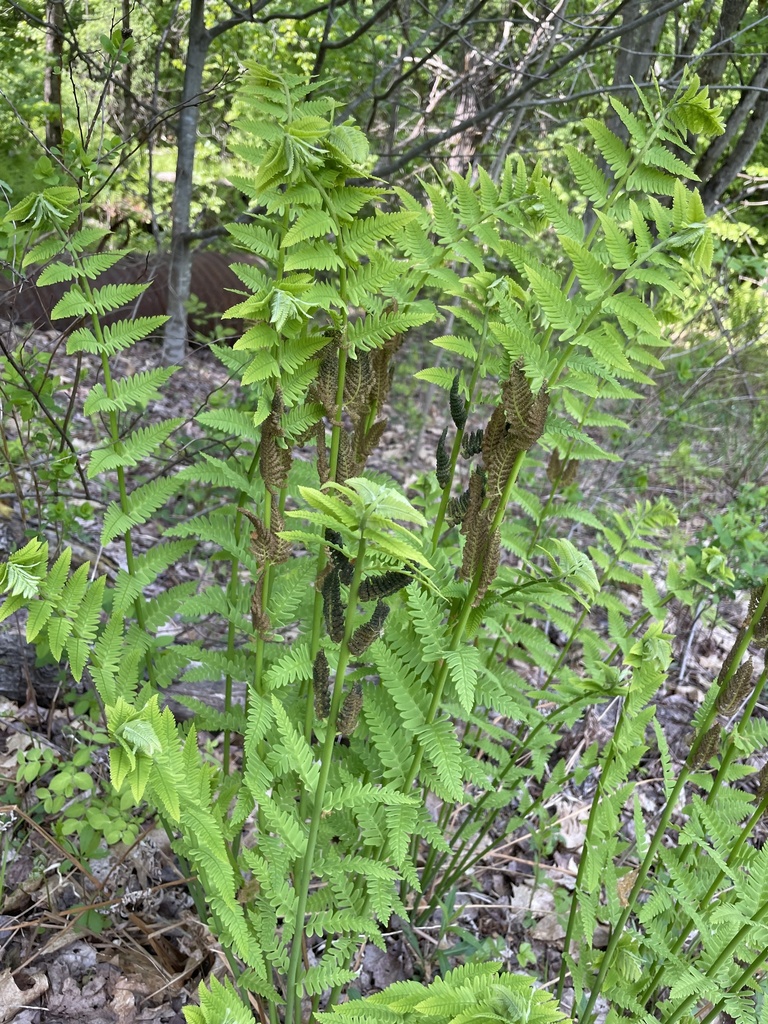 interrupted fern from Hinesburg, VT, US on May 23, 2023 at 01:38 PM by ...