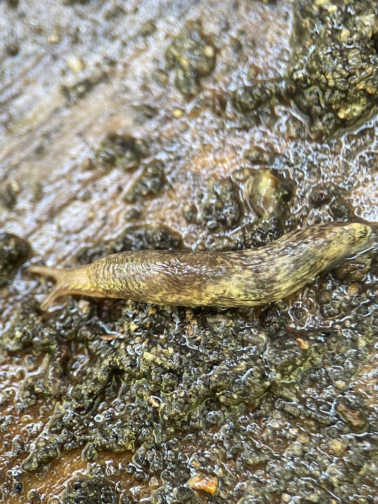 Milky Slug from Boundary Tk E, Frankston South, VIC, AU on May 24, 2023 ...
