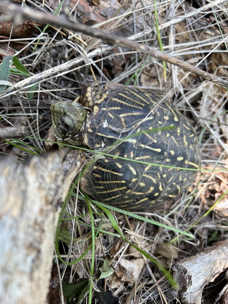 Ornate Box Turtle from Hay Springs, NE, US on May 23, 2023 at 10:09 AM ...