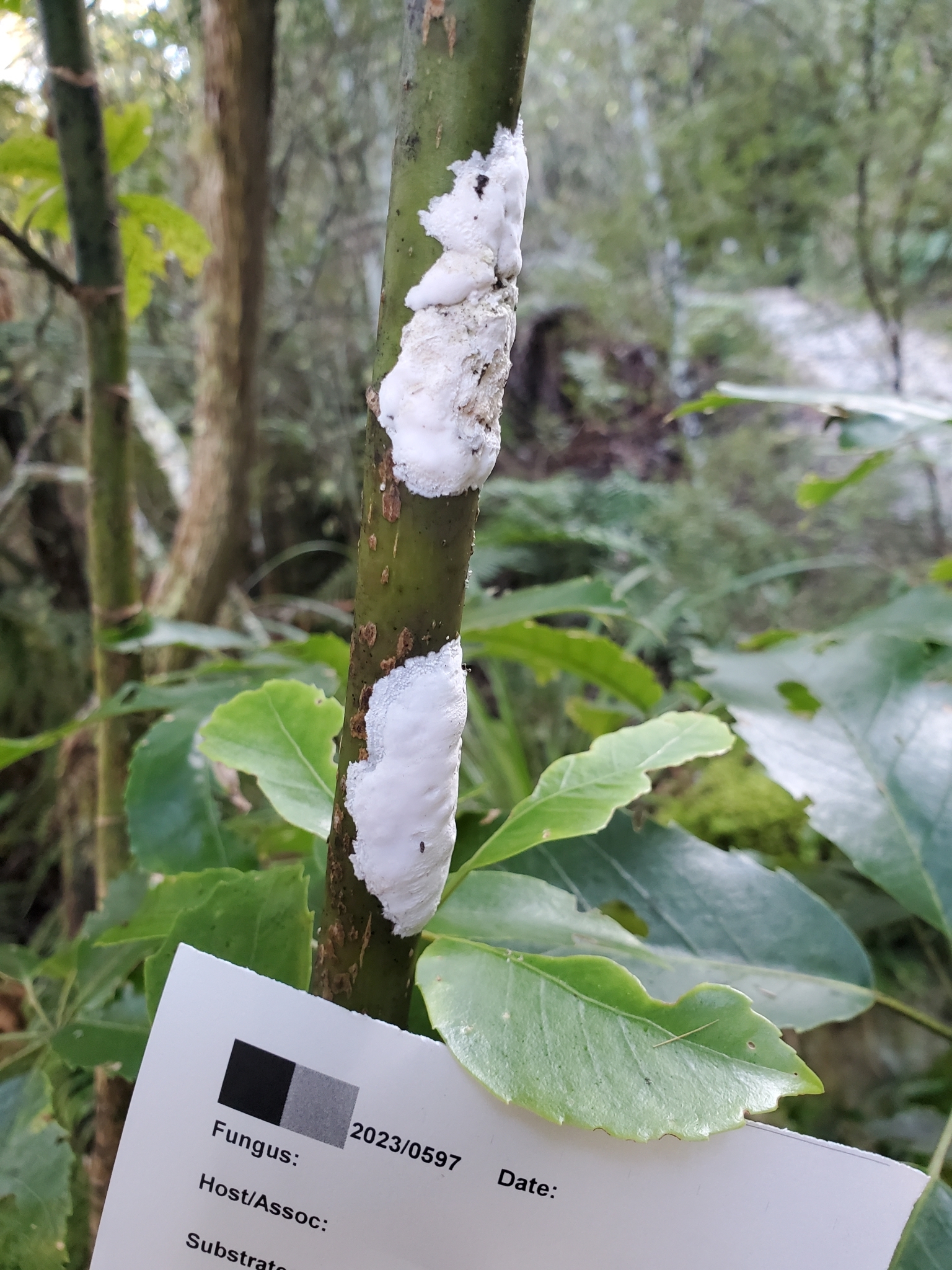 Septobasidiaceae
